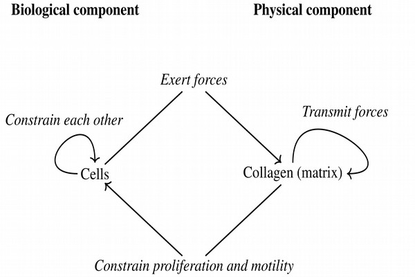 Theoretical approach of ductal morphogenesis - Maël Montévil